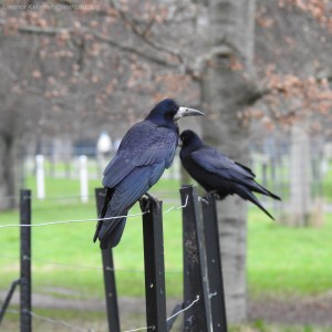 Rook – Resplendent Requiems – The Irish Bird Blog