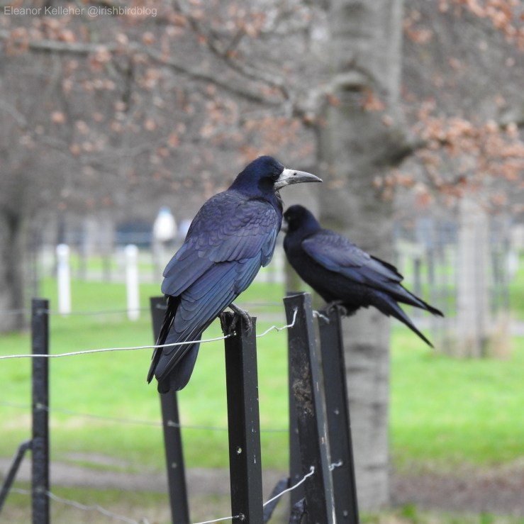 Rook – Resplendent Requiems – The Irish Bird Blog