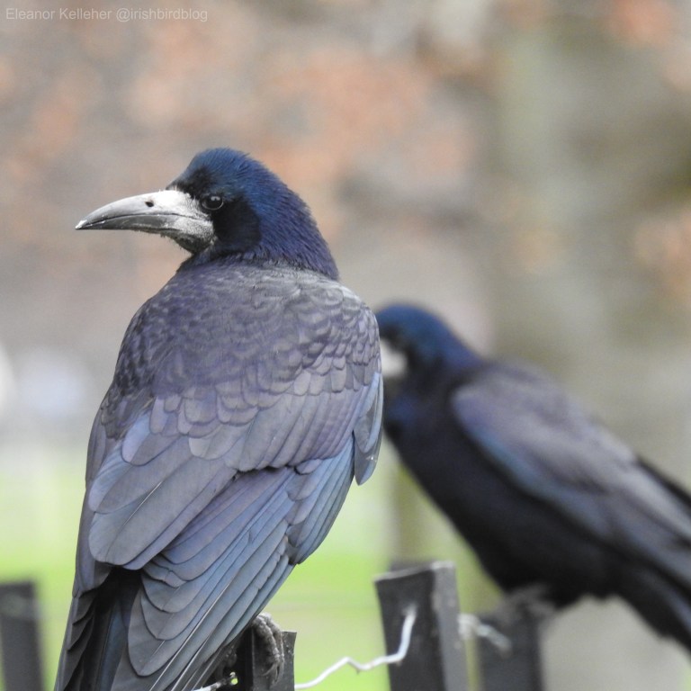 Rook – Resplendent Requiems – The Irish Bird Blog