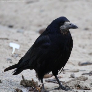 Rook – Resplendent Requiems – The Irish Bird Blog