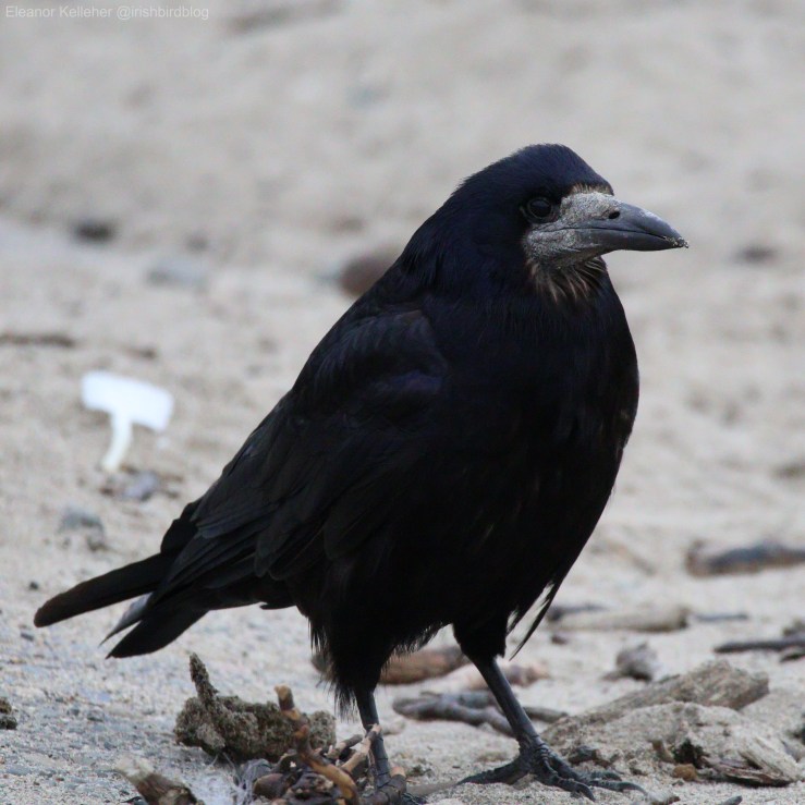 Rook – Resplendent Requiems – The Irish Bird Blog