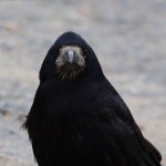 Rook – Resplendent Requiems – The Irish Bird Blog