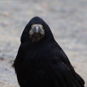Rook – Resplendent Requiems – The Irish Bird Blog