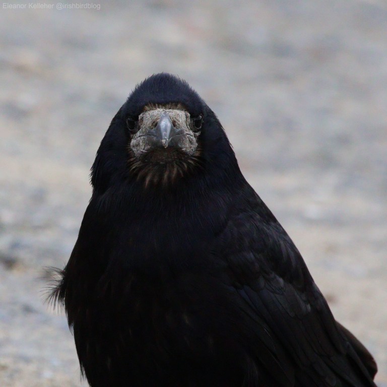 Rook – Resplendent Requiems – The Irish Bird Blog