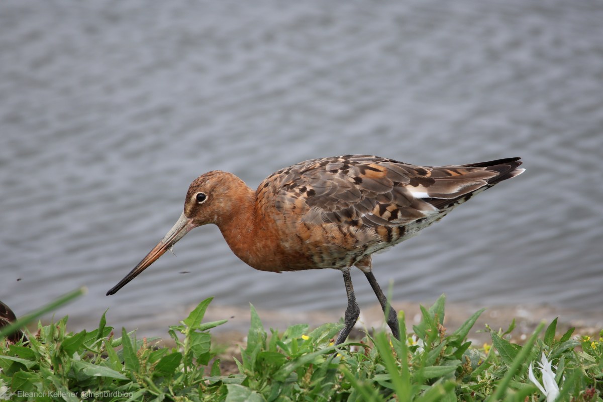 Black-tailed Godwit – From Iceland to Irish Shores – The Irish Bird Blog