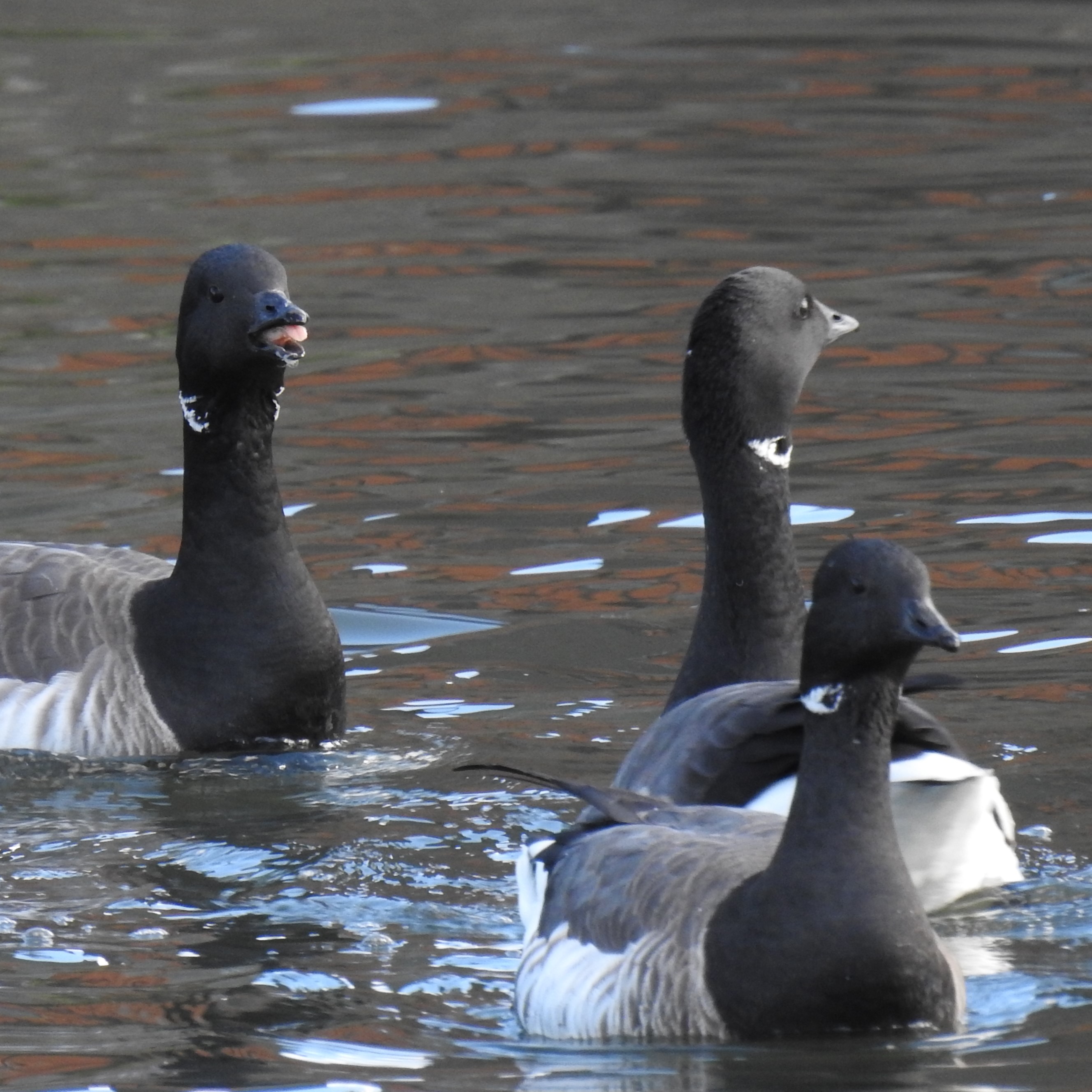 Brent Goose – They’re Good Geese, Brent – The Irish Bird Blog