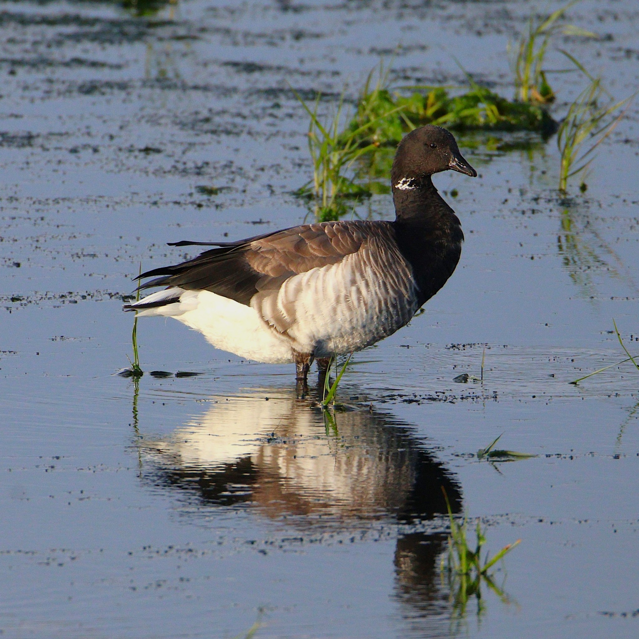 Brent Goose – They’re Good Geese, Brent – The Irish Bird Blog