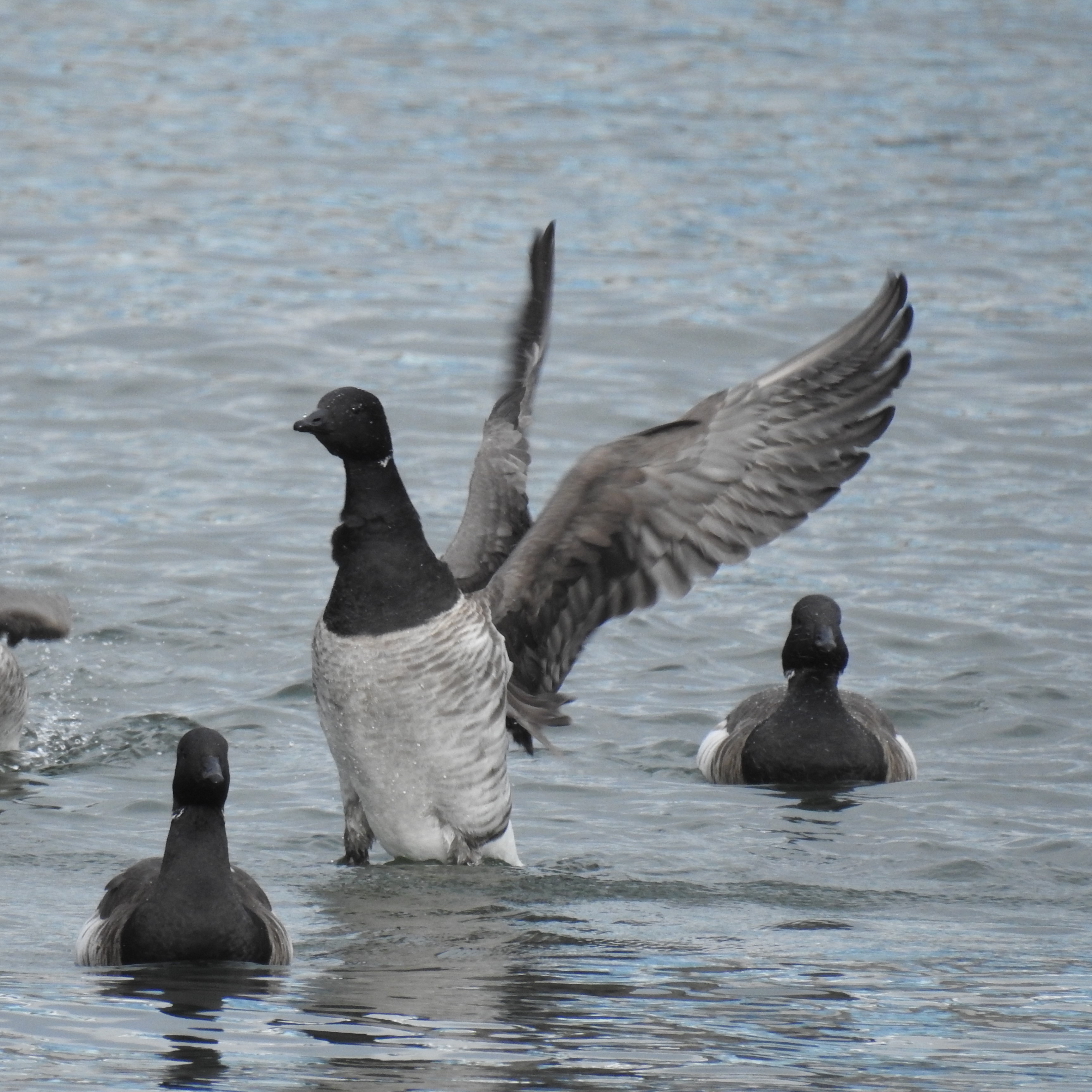 Brent Goose – They’re Good Geese, Brent – The Irish Bird Blog