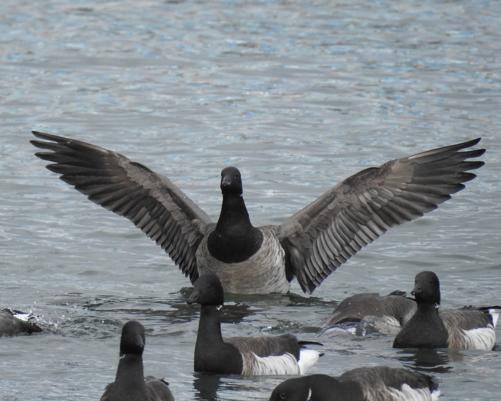 Brent Goose – They’re Good Geese, Brent – The Irish Bird Blog