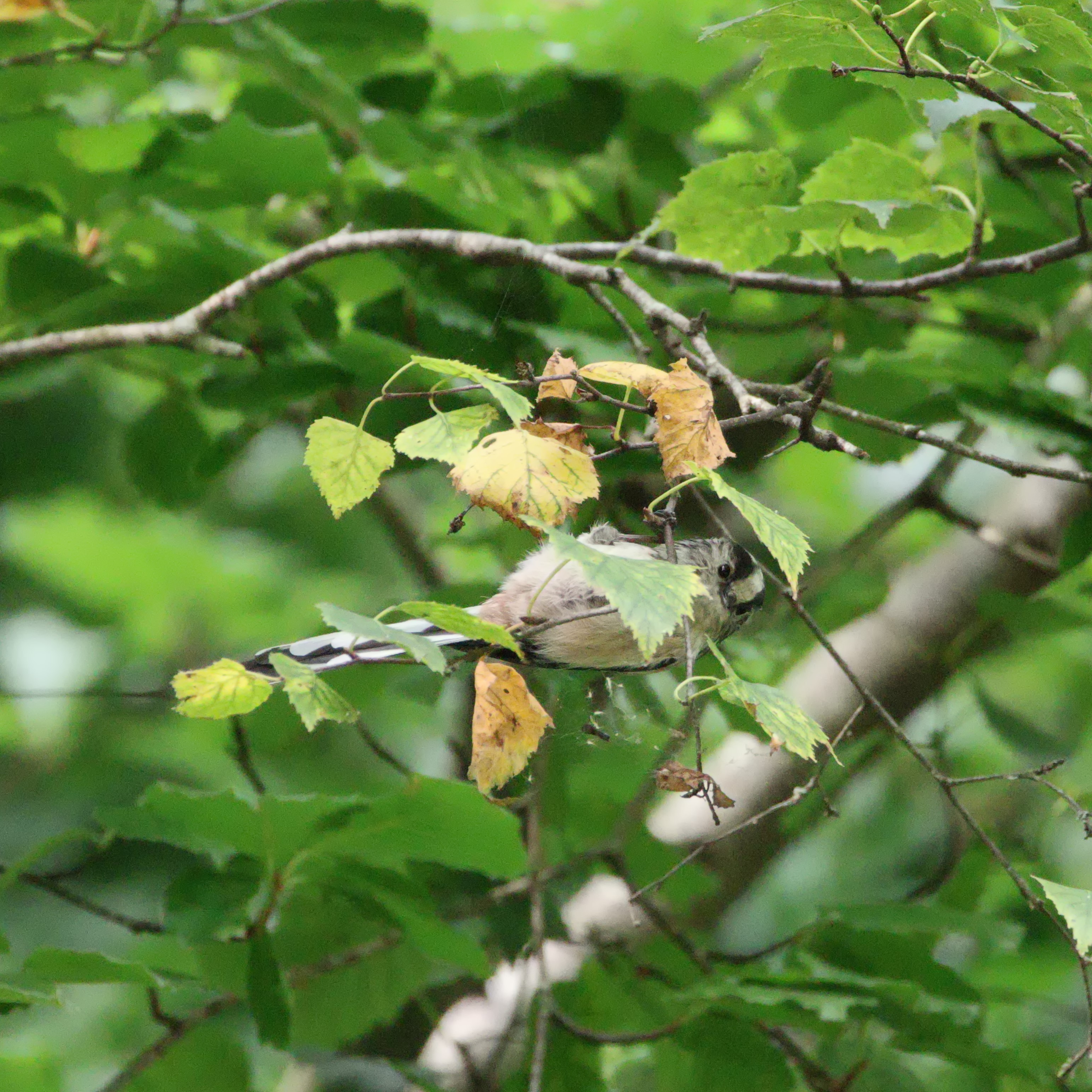 Long-Tailed Tit – The Flying Teaspoon – The Irish Bird Blog
