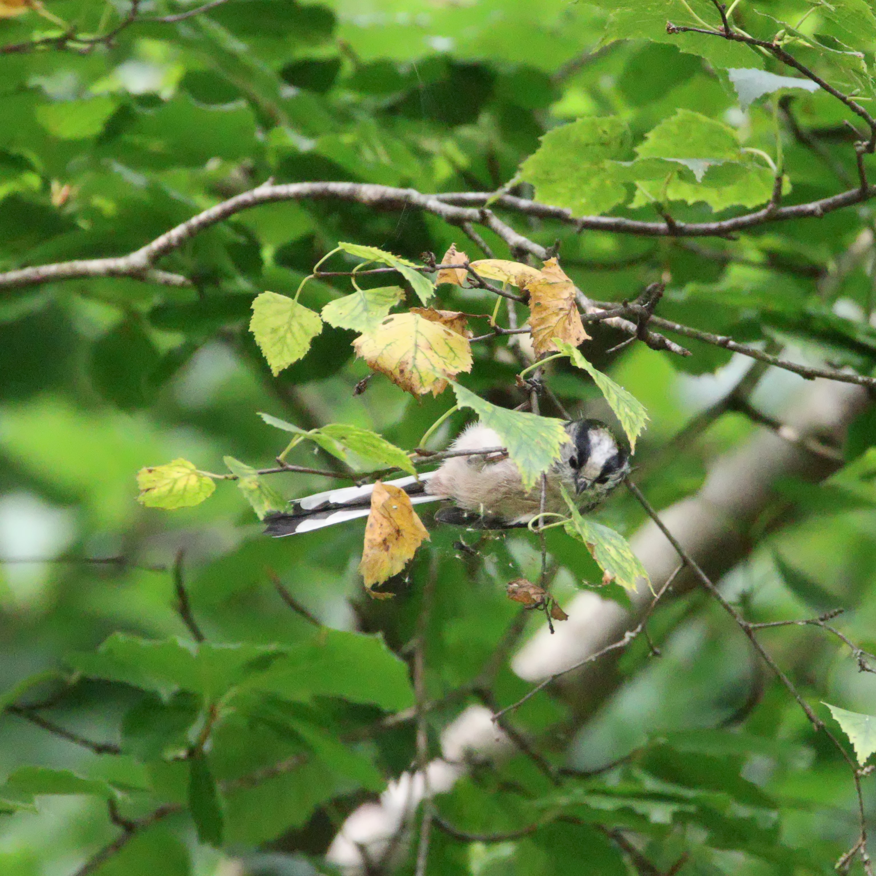 Long-Tailed Tit – The Flying Teaspoon – The Irish Bird Blog