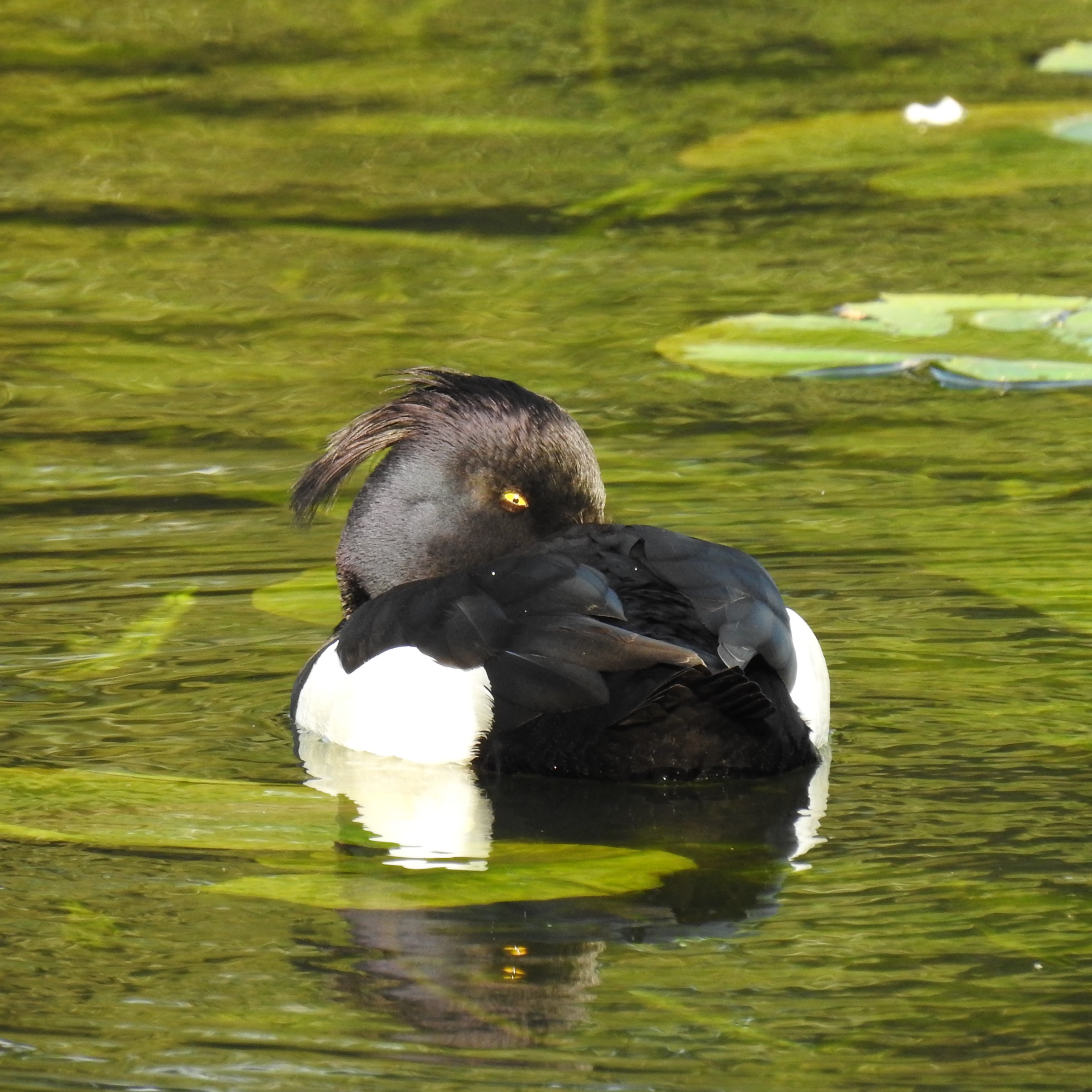 Tufted Duck – Show Some (Freshwater Pearl) Mussel! – The Irish Bird Blog